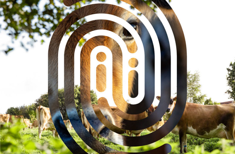 Island Identity Resource Packs – Carolyn Labey